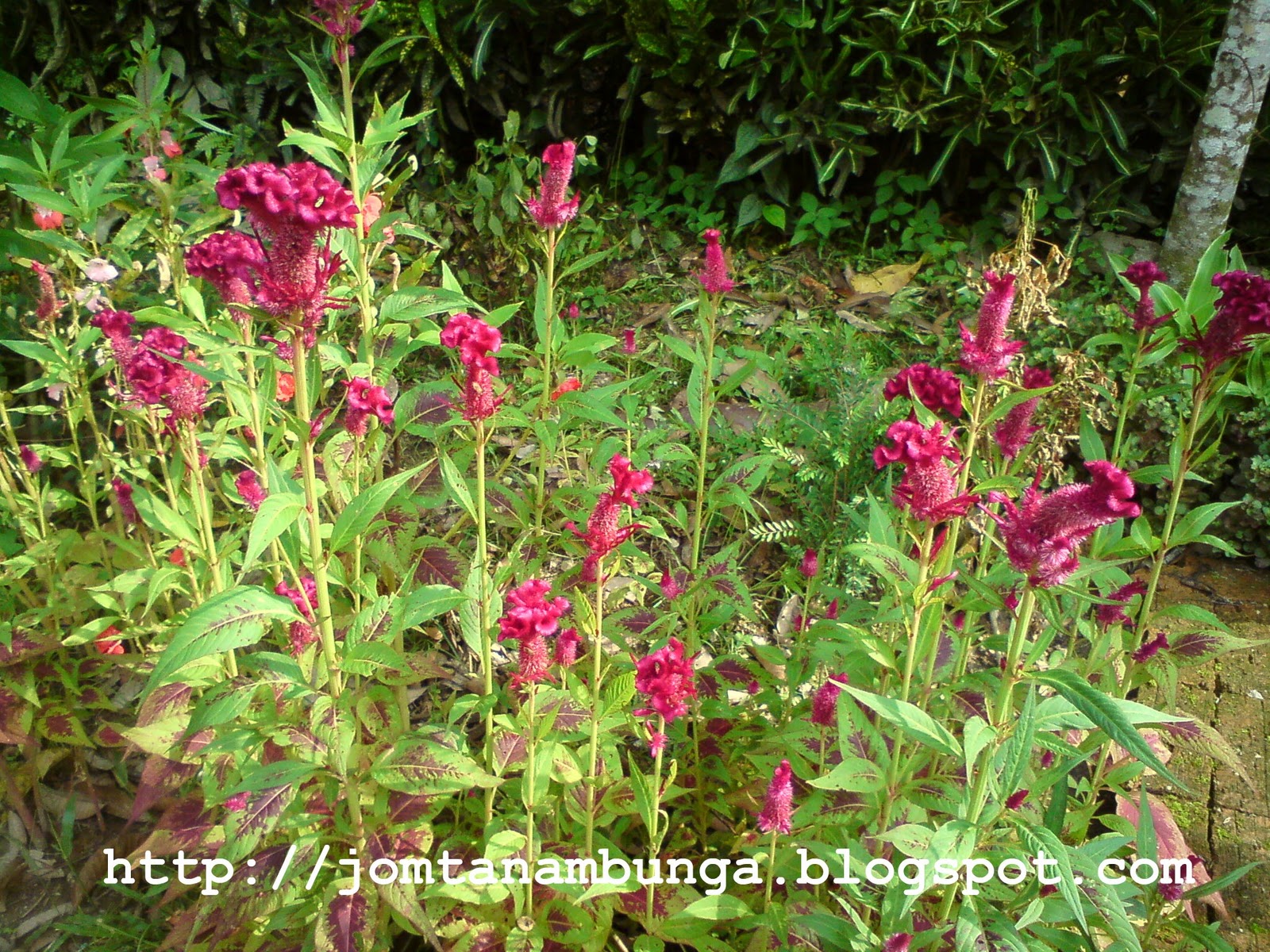 Jom Tanam Bunga: Bunga Musim Panas