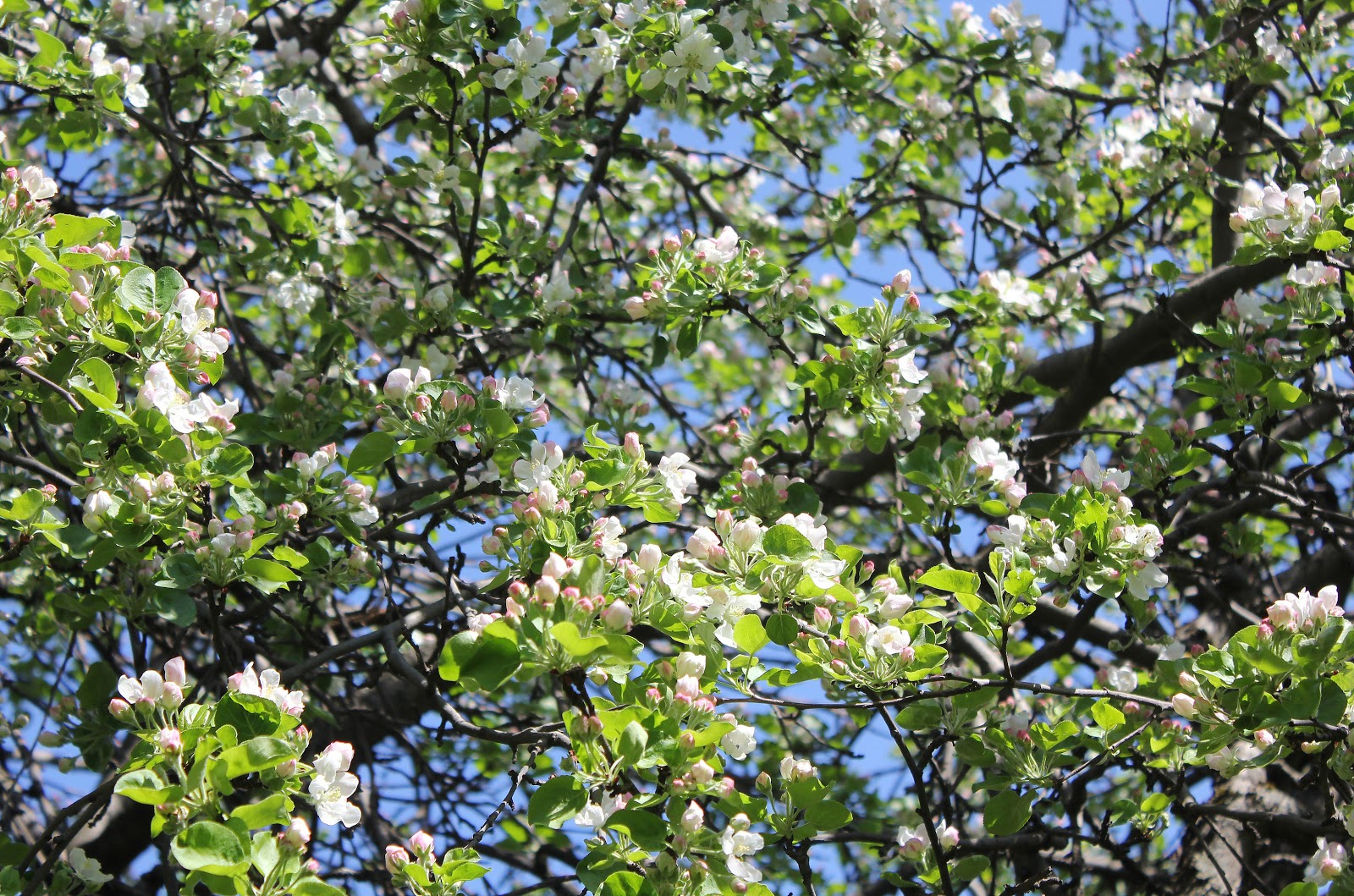 Travel & Adventures: Moscow, Russia, four seasons. The Nature of Moscow ...