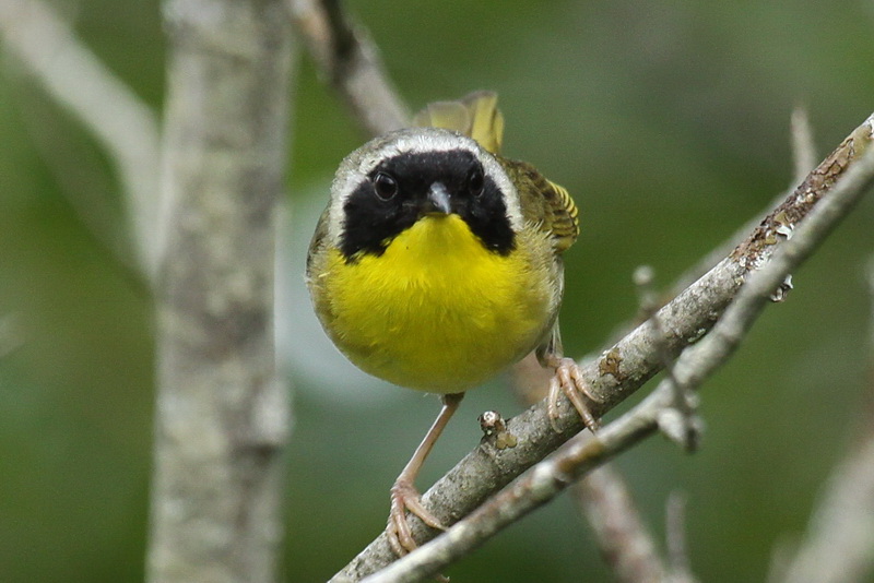 Tails of Birding: The Black-masked Warbler