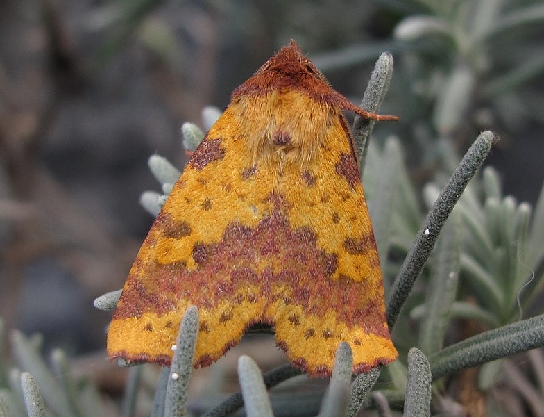 Taxonomic Collections: Identifying moths