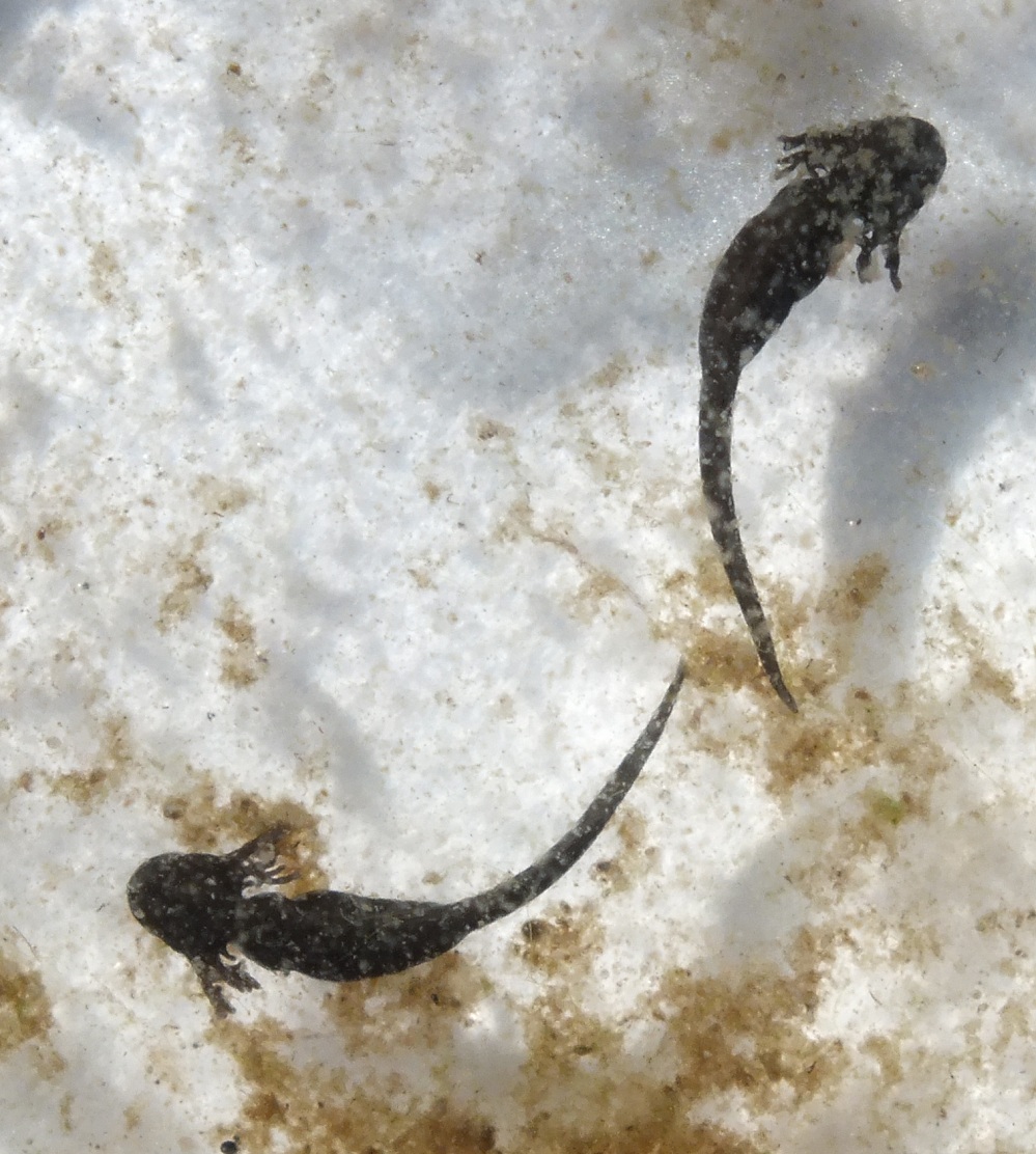 Fylde Amphibian & Reptile Group: Our tadpoles are hatching