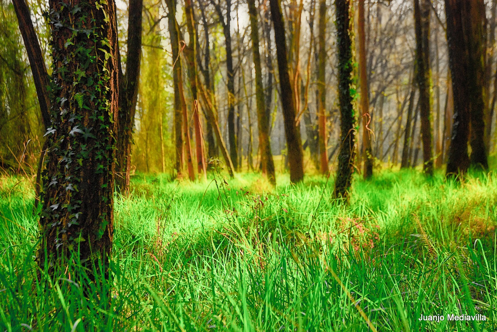 Foto Galería Juanjo Mediavilla: Bosque
