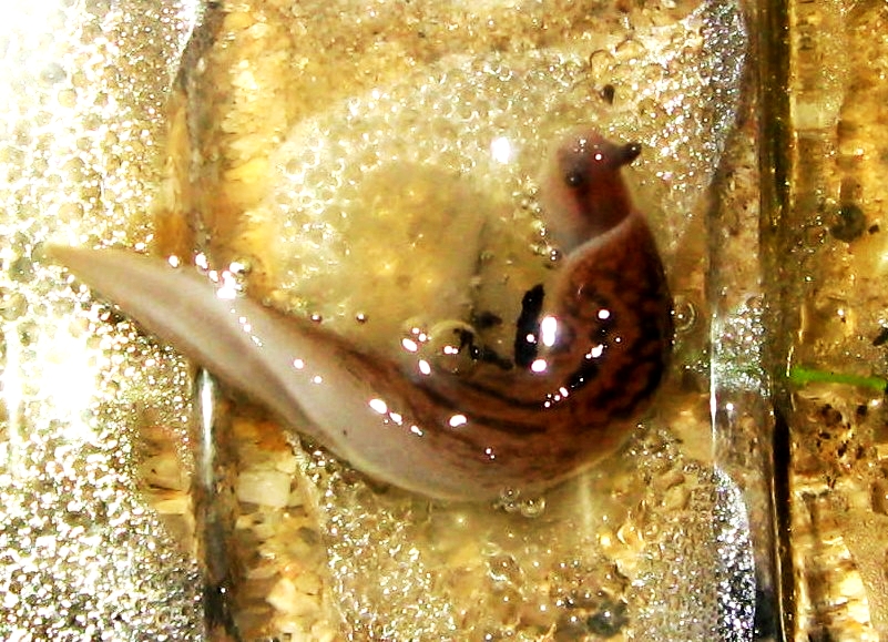 BIBOCA AMBIENTAL : LESMA, CARACOL, OU CARAMUJO?