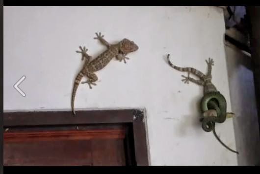 Meine Träume leben in Khon Kaen, Thailand: Tukae und kein Ende