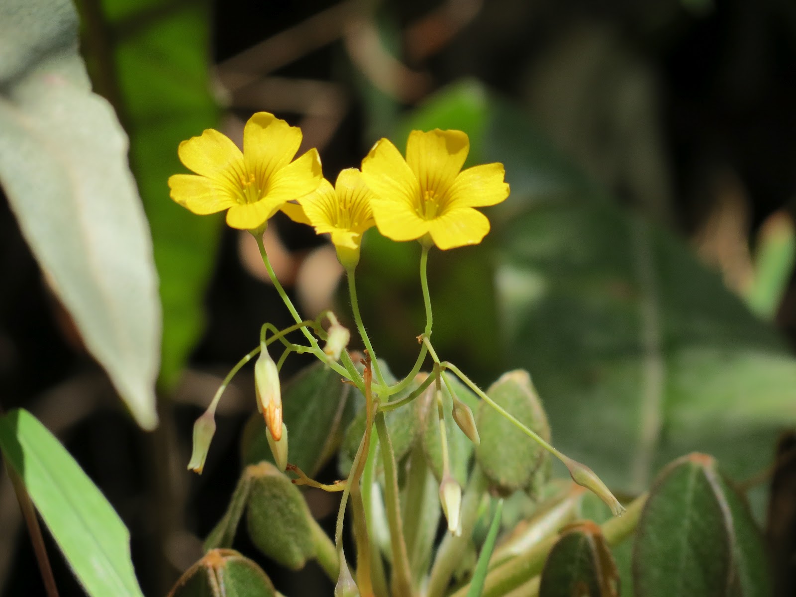 Mythistical: Flowers Of Peru