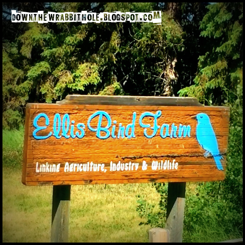 Down the Wrabbit Hole - The Travel Bucket List: The Ellis Bird Farm in ...
