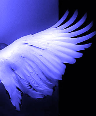 El Paraíso de los Angeles: Alas de Ángel.