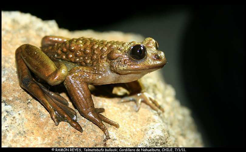especies chilenas: La Rana Montana de Nahuelbuta (Telmatobufo bulloki)