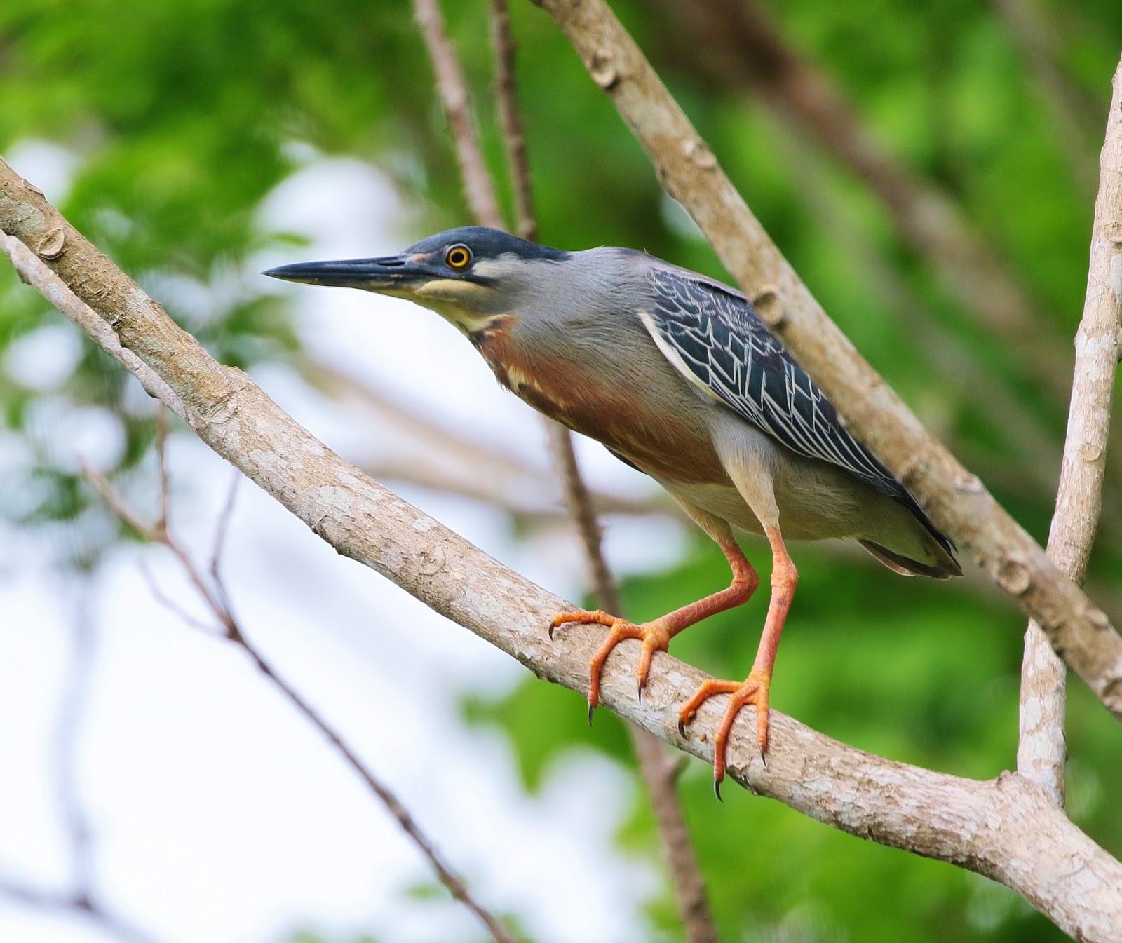 Nuestro bello mundo...: Birding at the Hacienda " La Guaquira, Yaracuy ...