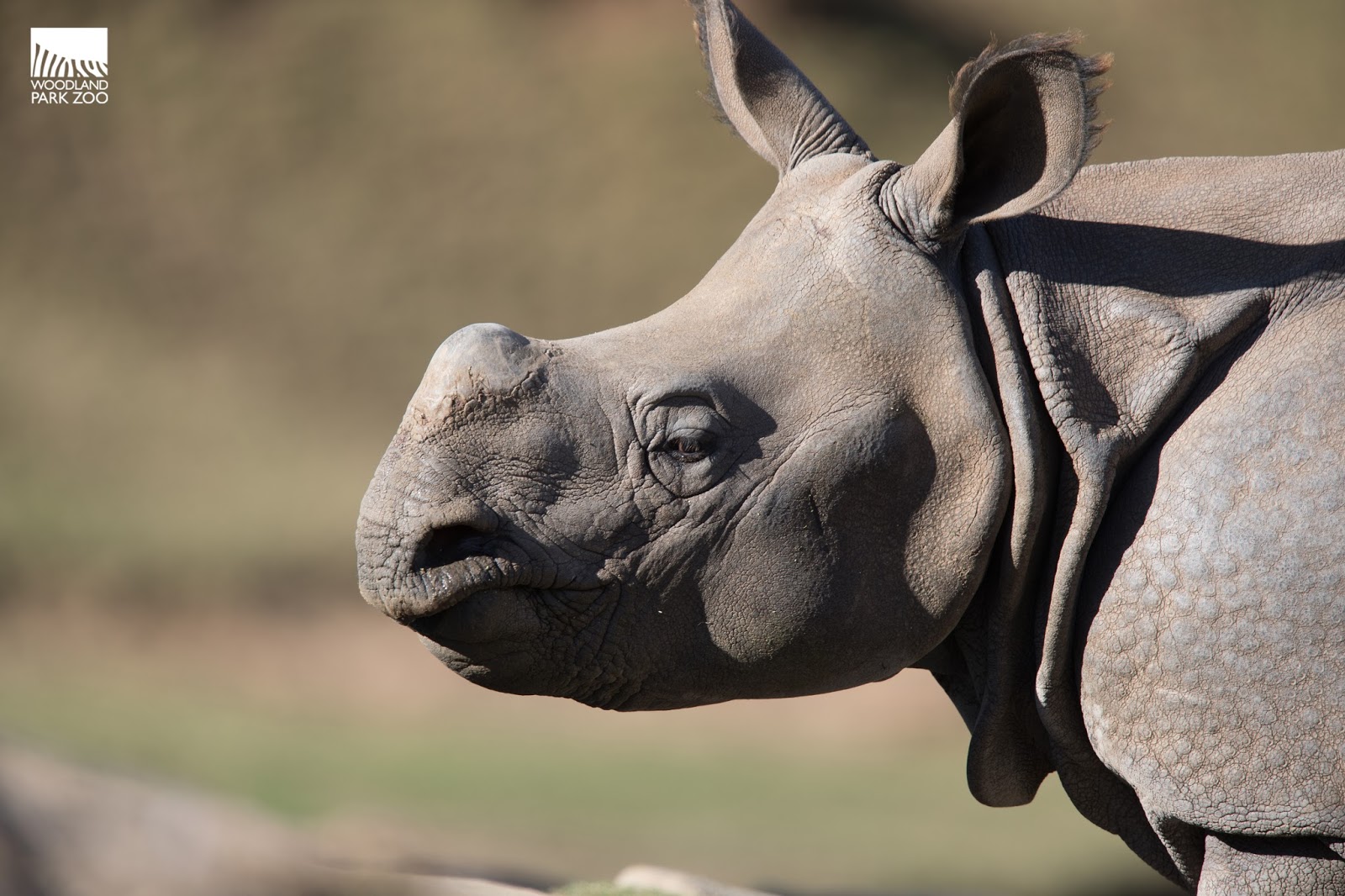First rhino arrives safely at the zoo—welcome Taj! Assam Rhino Reserve ...