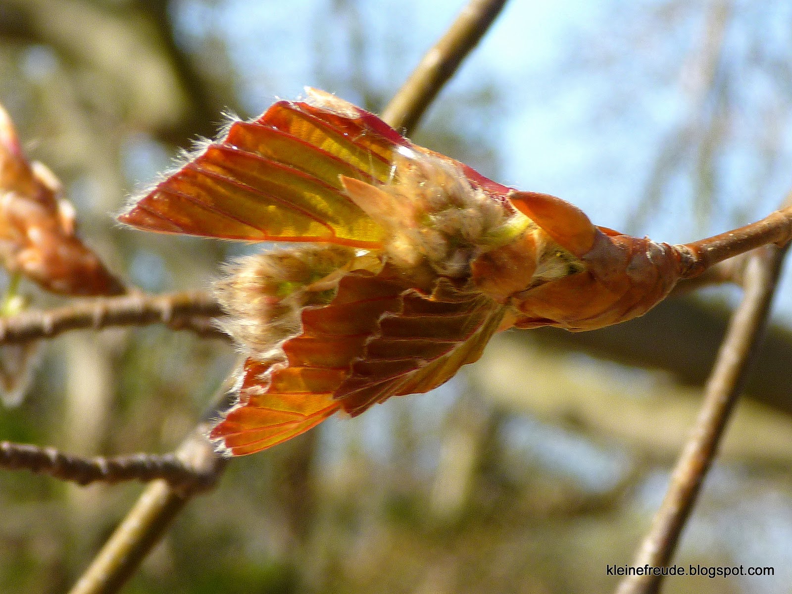 kleine freude: Flaum an bronze-grün
