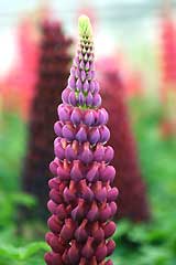 Cowell's Garden Centre: 'LOOPY ABOUT LUPINS'