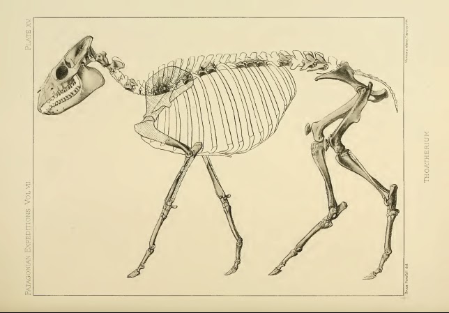 El pantano del Purussaurus (The Purussaurus Swamp): Falsos caballitos ...