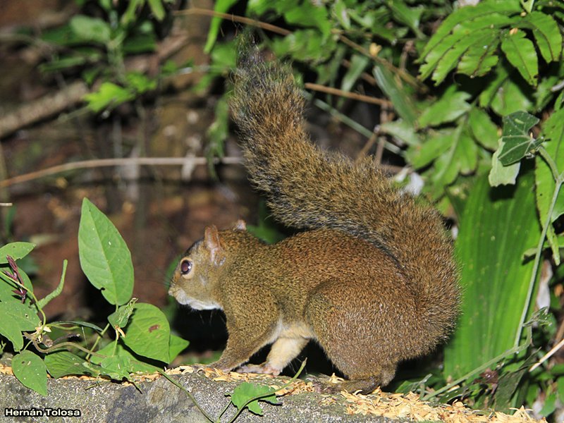 Argentina nativa: Ardilla gris (Sciurus aestuanus)
