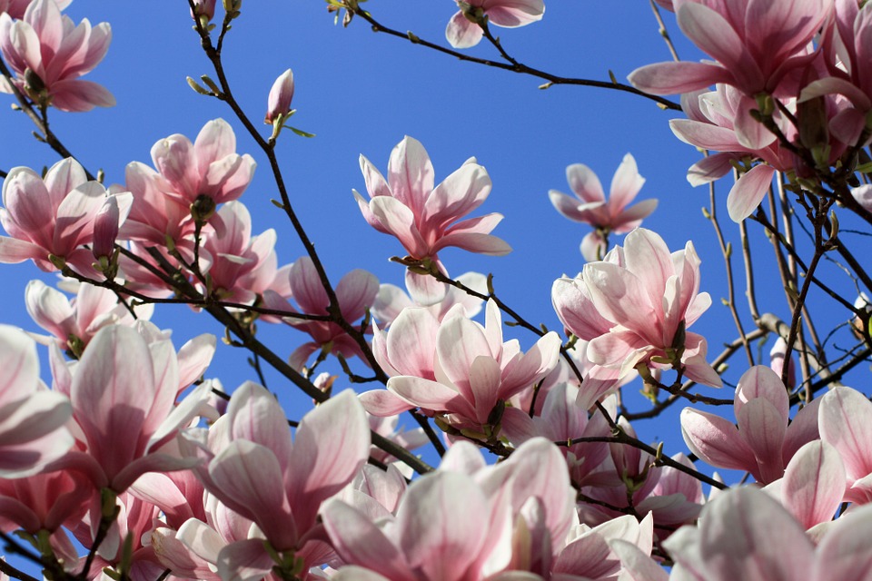 Poetry with Blues & Chess moves: Magnifica Magnolia