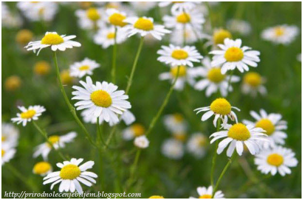 prirodno lecenje biljem