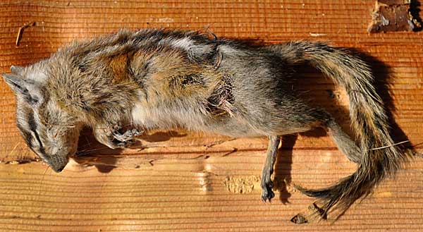 Camera Trap Codger: Assassin of the munklets