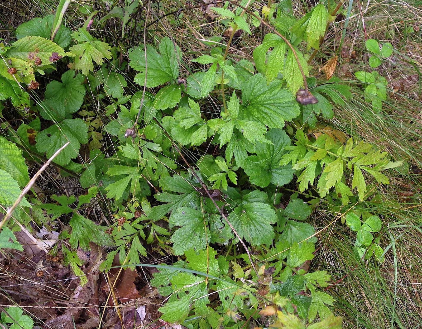 Saratoga woods and waterways: Rare Plant Bonanza!