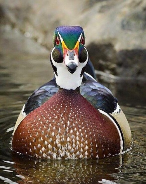 My Life with Functional Neurological Disorder: Edwin Leaves