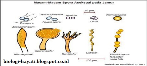 Pengertian, Struktur, Klasifikasi, Reproduksi dan Peranan Jamur