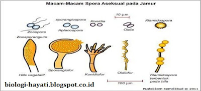 Pengertian, Struktur, Klasifikasi, Reproduksi dan Peranan Jamur