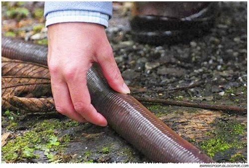 Cacing Bersaiz Raksasa Yang Terbesar Didunia .Video - Gaban Comel
