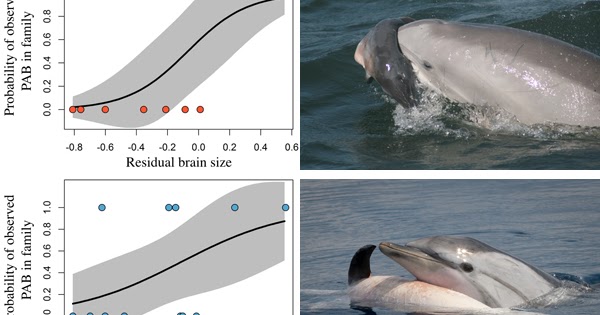 Dolphin Biology and Conservation: Whale and dolphin responses to dead ...