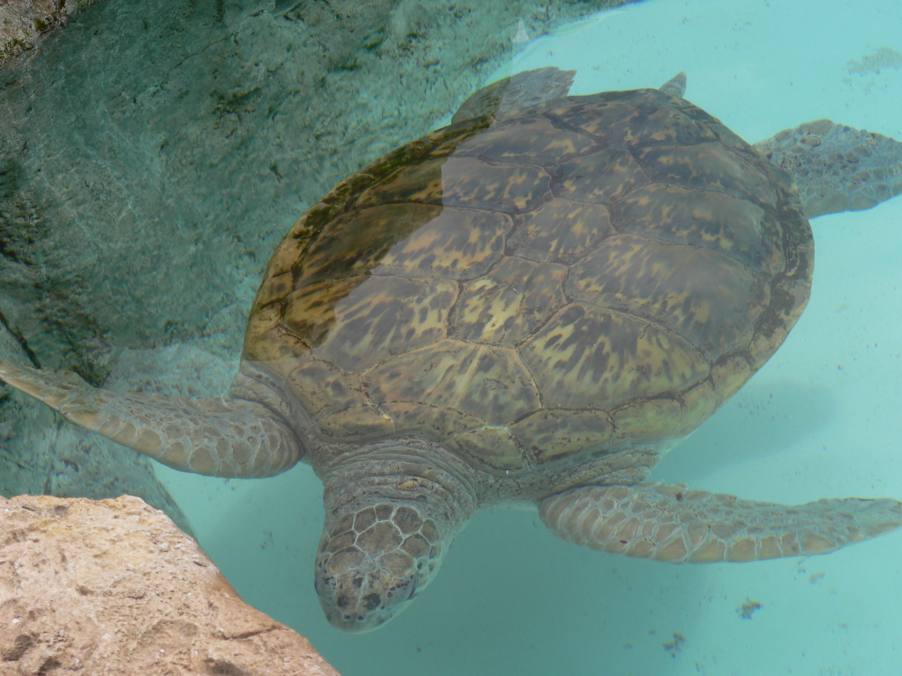 24 City News: Green Sea Turtle (Chelonia mydas)