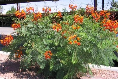 Tarım Siteniz: Akasya Ağaçları (Acacia Trees)