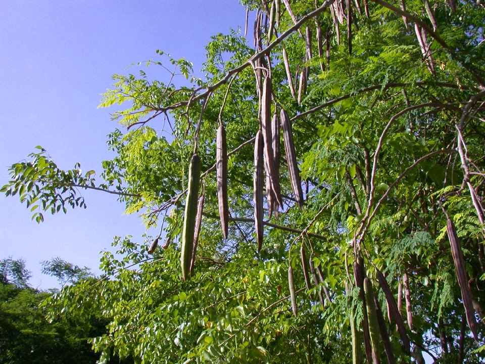 Natural & Bela: Moringa‏ oleífera – A árvore milagrosa