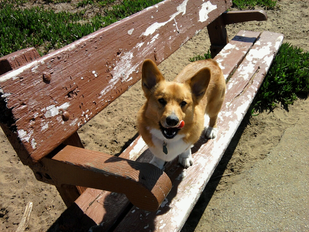 Bailey the Corgi: Happy friday!!