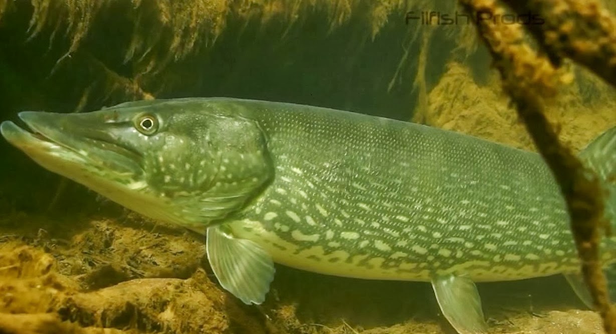 UNDERWATER FILFISH | Carposo