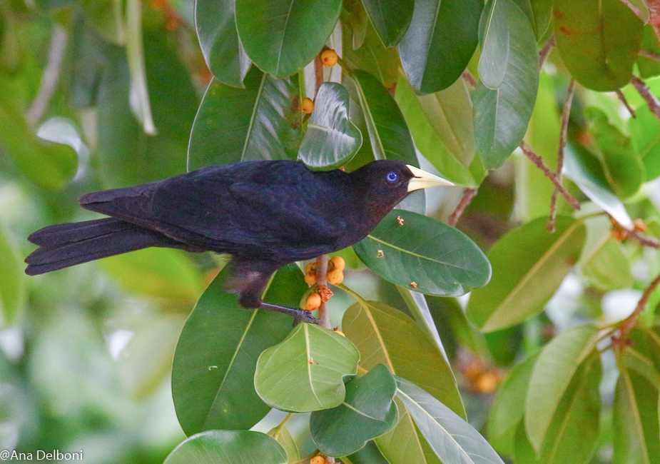 JORNAL DAS AVES e Peixes !: FOTOS DE AVES FEITAS POR MINHA ESPOSA!
