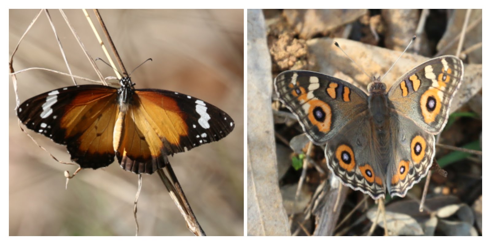 National Park Odyssey: Emu Creek Camping Area, Benarkin State Forest, QLD.