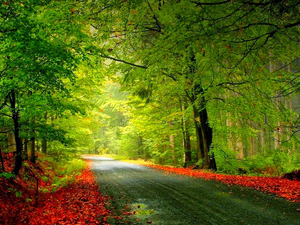 Wallpapers Bosques Full HD - Fondos De pantallas(Wallpaper)