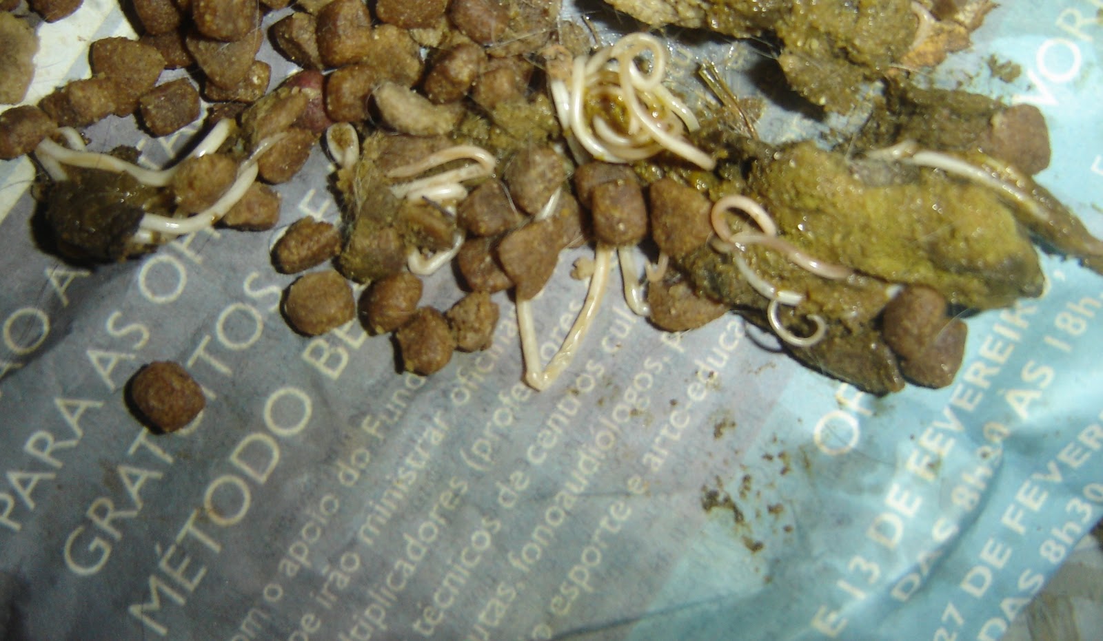 Ingrid Moreira Veterinária