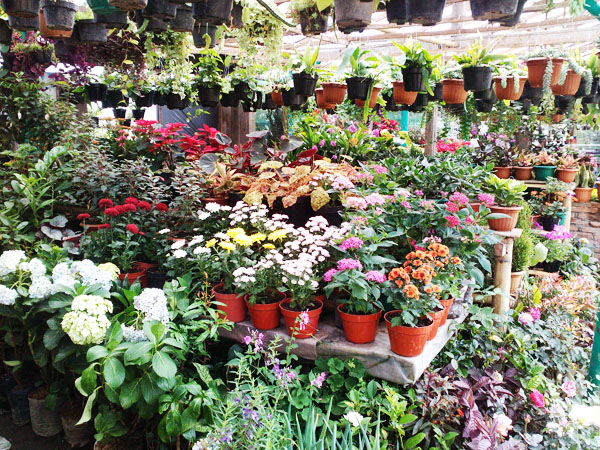 Borong Tanaman Di Taman Wisata Kopeng