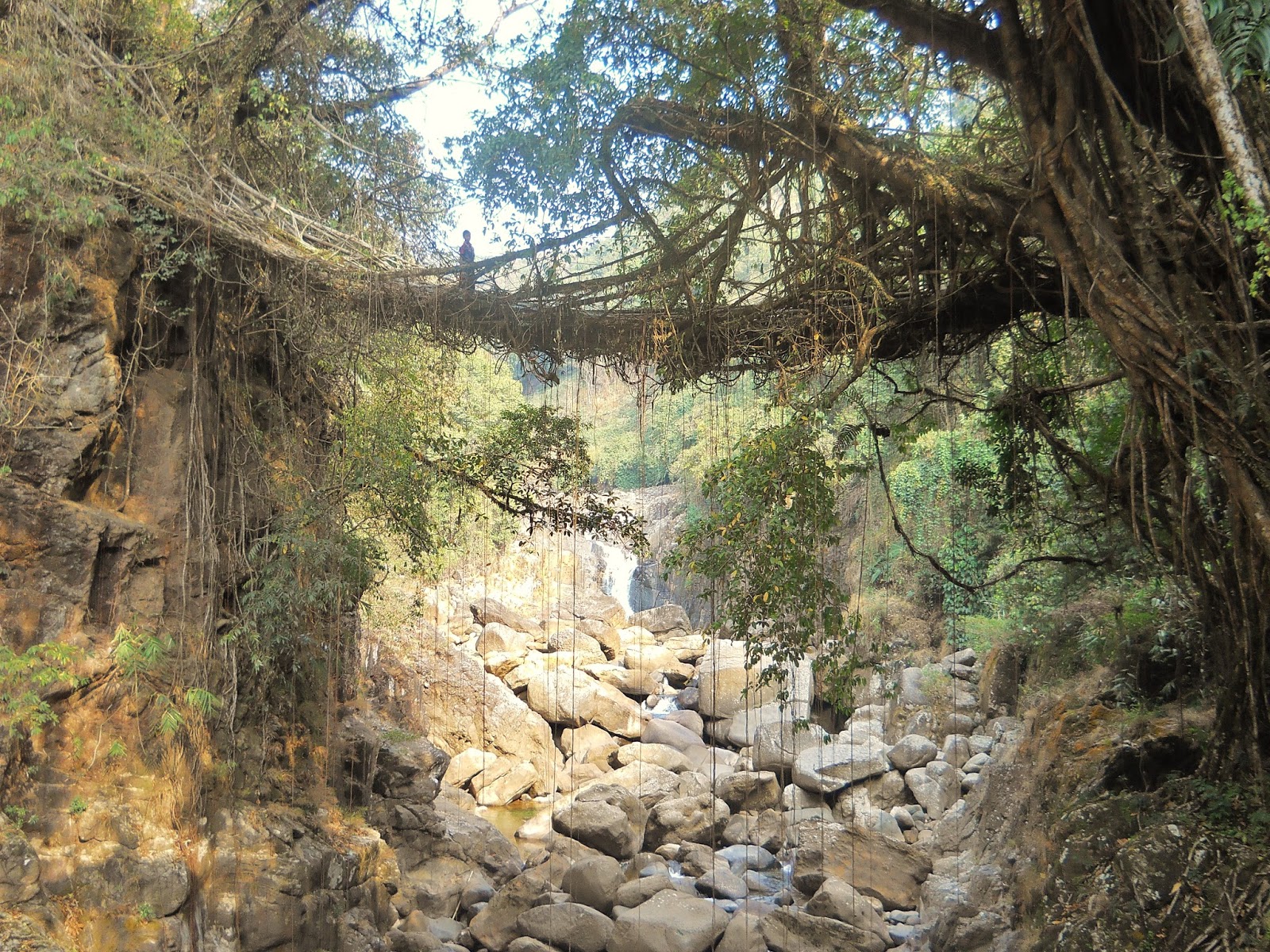 evenfewergoats: The Undiscovered Living Root Bridges of Meghalaya Part ...