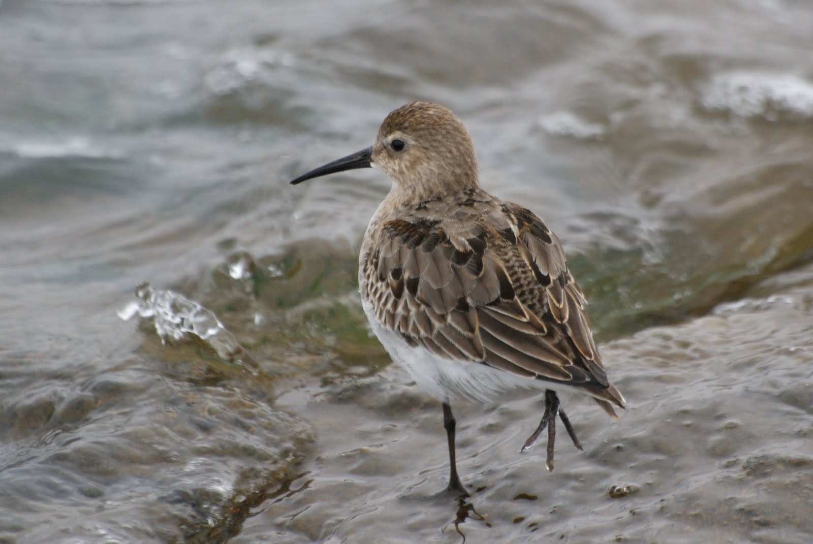 Vogels: Snippen en Strandlopers