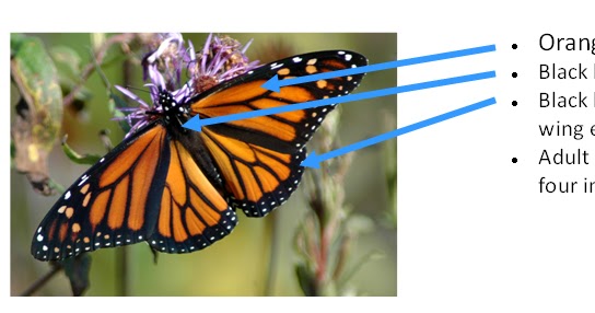 North Branch Nature Center: How to Identify a Monarch Butterfly