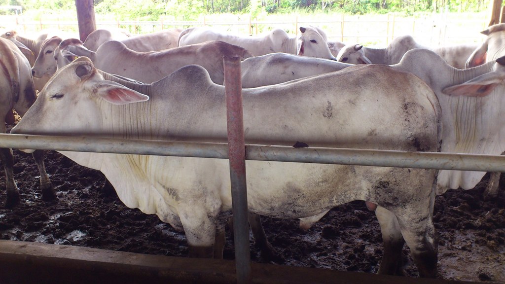 Laka Temin Silaj Sdn Bhd: Jualan Runtuh Lembu Brahman Cross