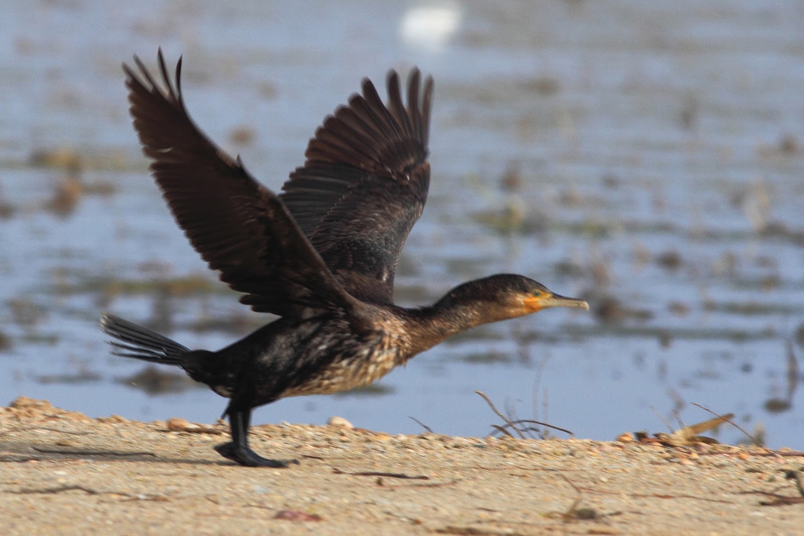 Fotografía y Naturaleza en Doñana: Cormoran grande (Phalacrocorax carbo),