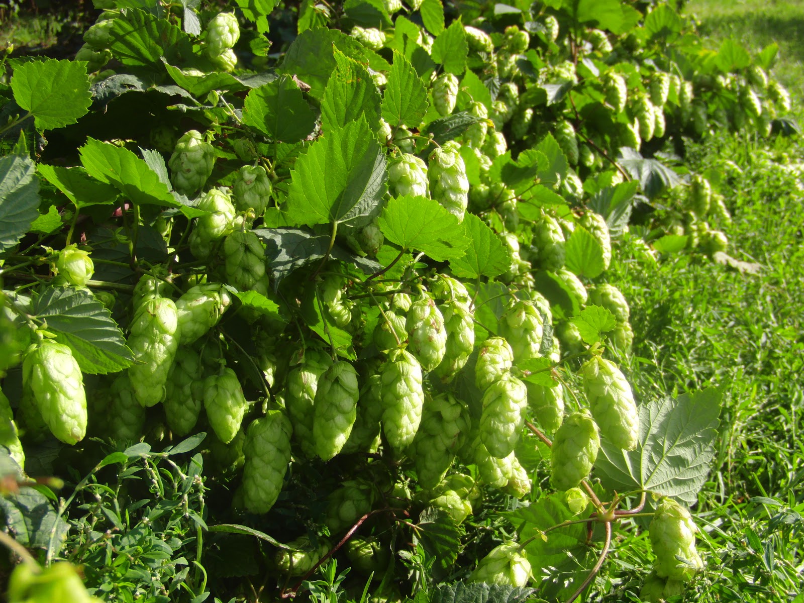Mark Dredge - Beer: Kent Green-Hopped Beer