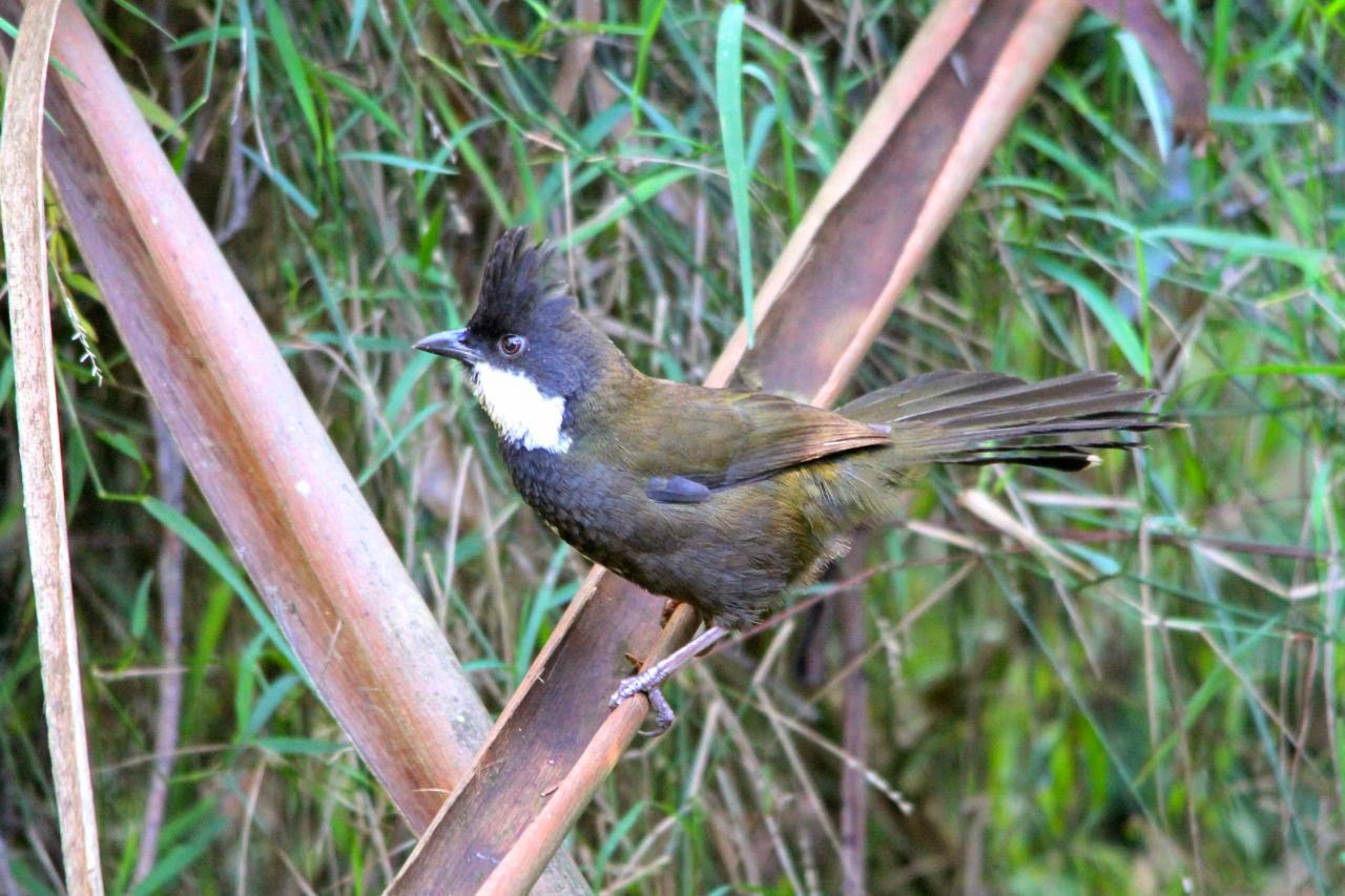 Pete's Flap Birding Aus: Eastern whipbird