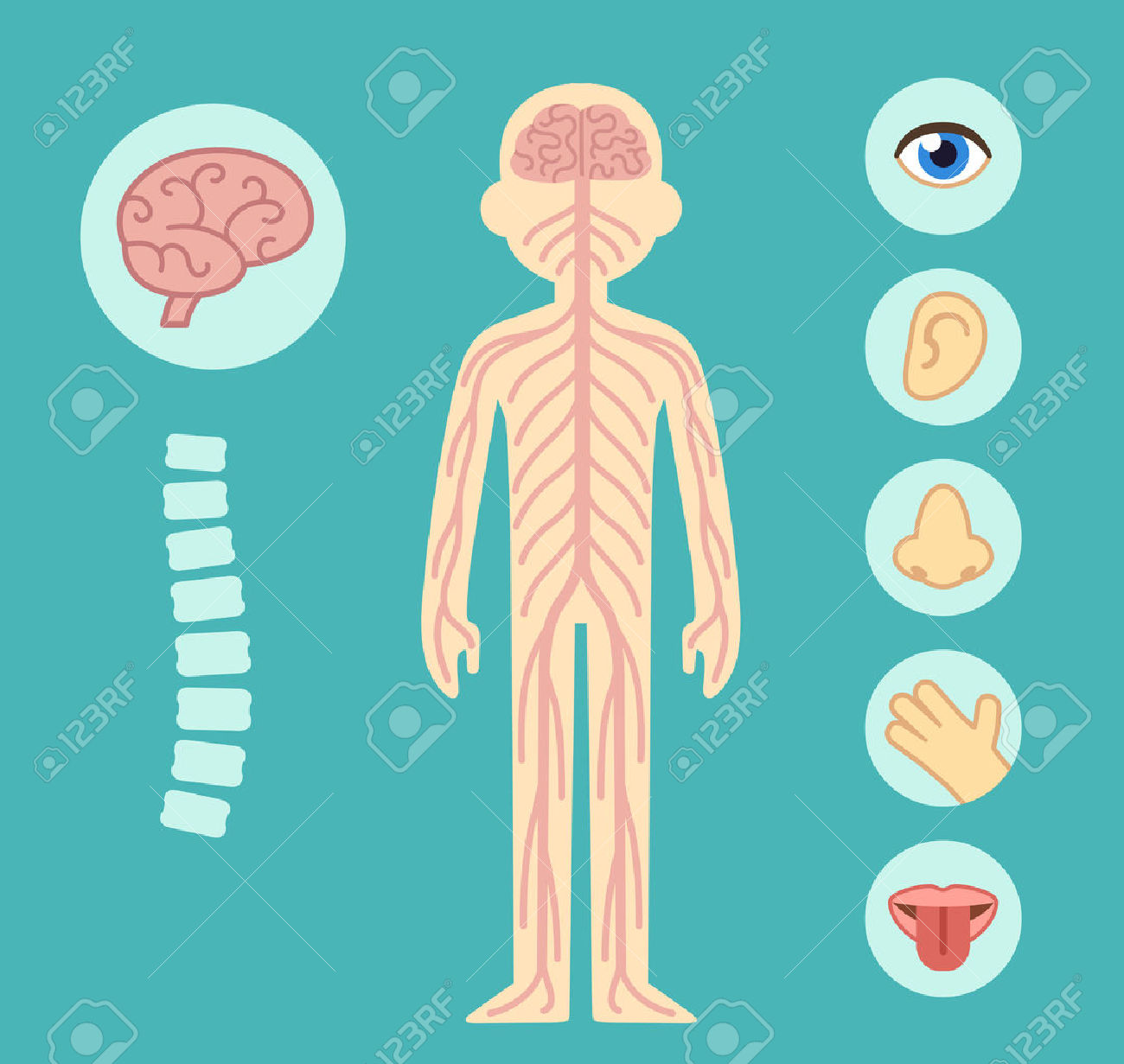 NUESTRA CLASE DE CONO: REPASO "LOS SENTIDOS Y EL SISTEMA NERVIOSO"