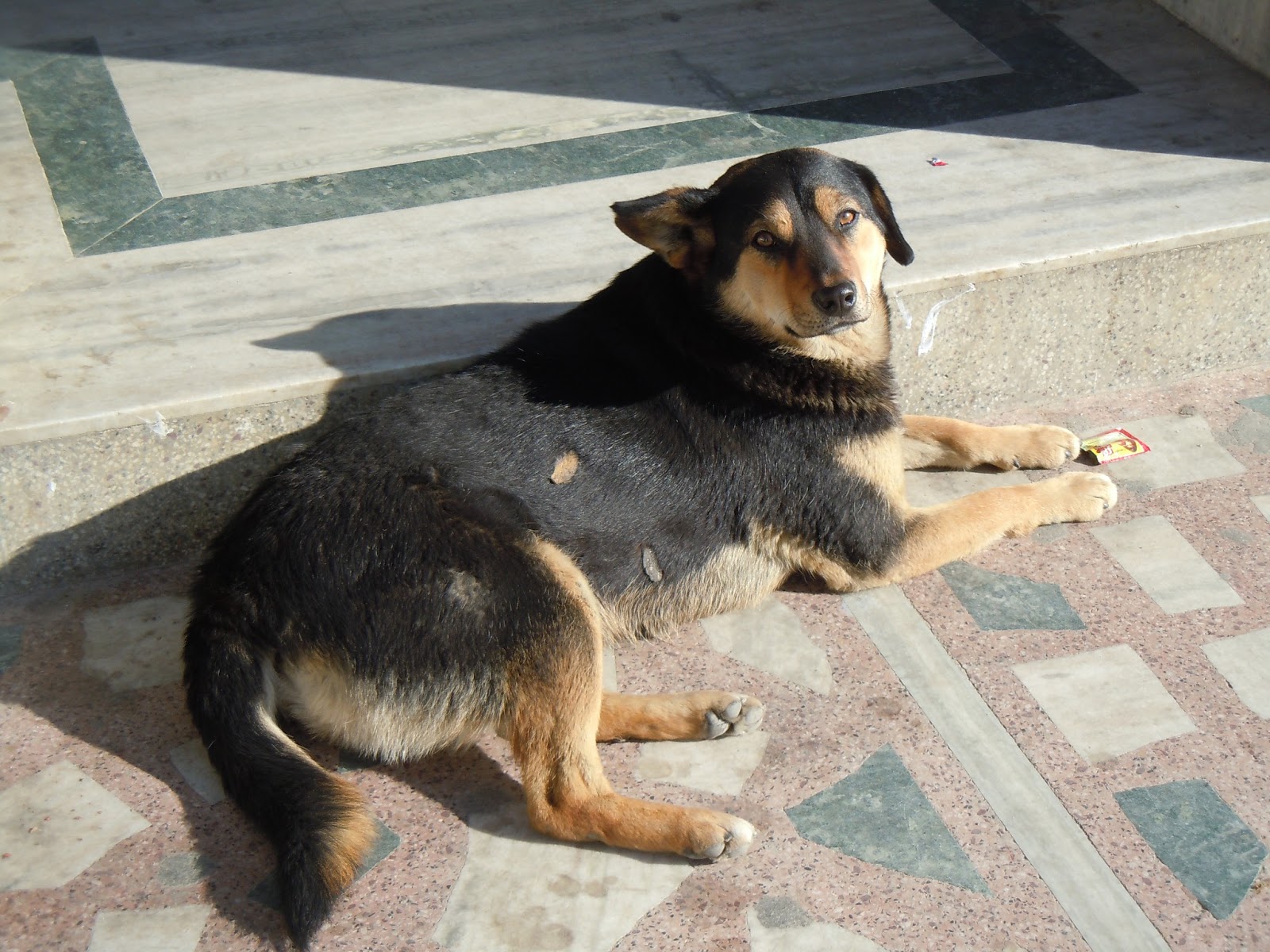 Yankee in Bhutan: Dogs of Thimphu and Changri