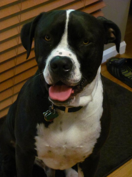 The Adventures of Loki, the Loco Dog