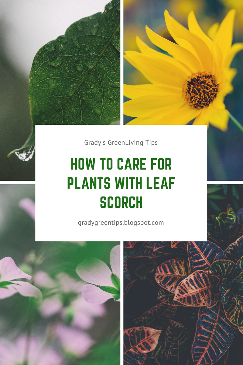 Grady s GreenLiving Tips How To Care For Plants With Leaf Scorch Grady s GreenLiving Tips How To Care For Plants With Leaf Scorch