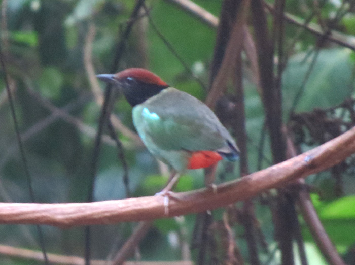 Just About Everything: Birds from Great Nicobar, some of these birds ...