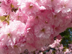 GAMBAR BUNGA: BUNGA SAKURA